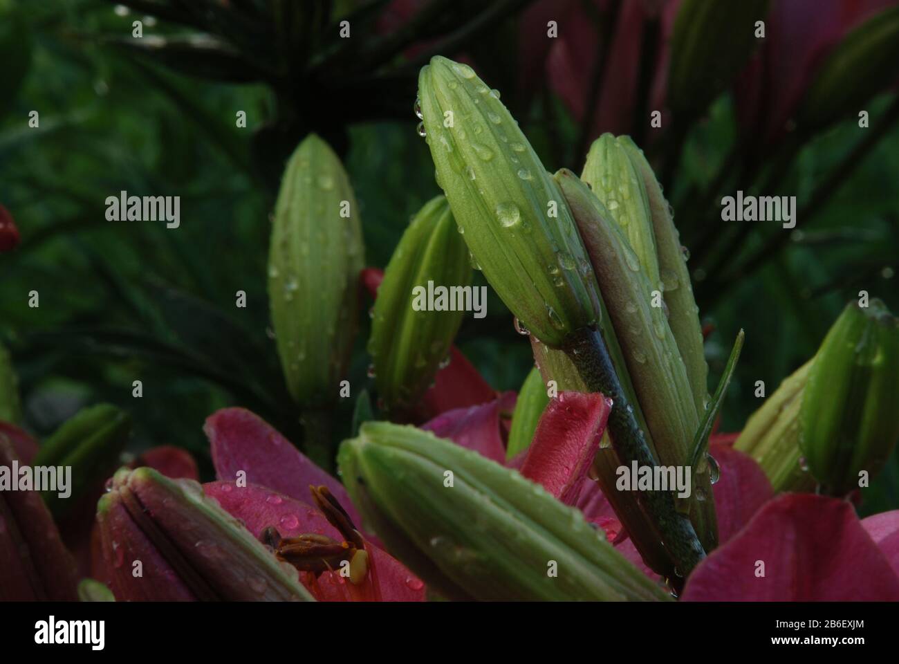 Morning dew on lily buds hi-res stock photography and images - Alamy