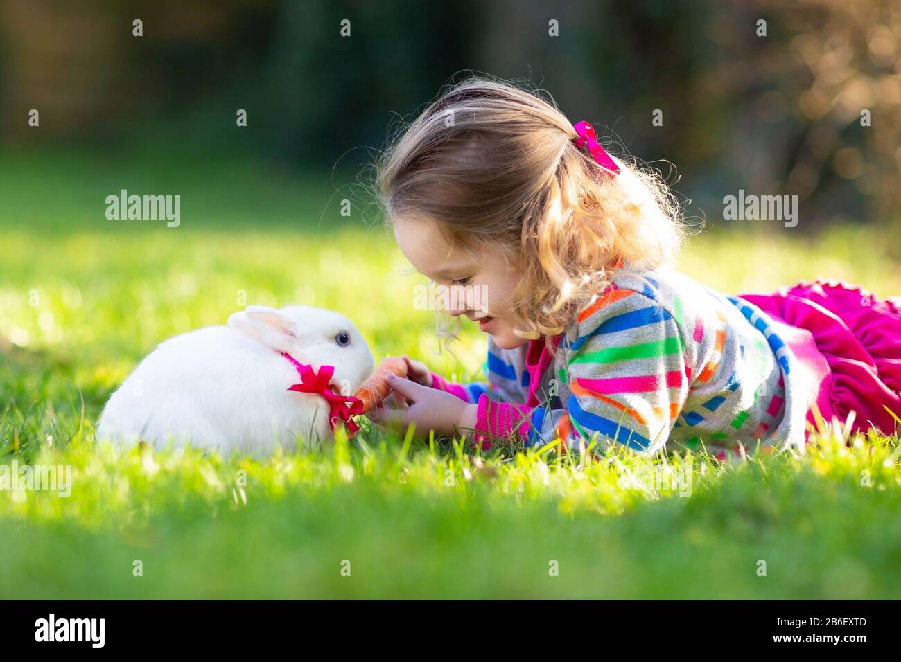 Child playing with white rabbit. Little girl feeding and petting white ...
