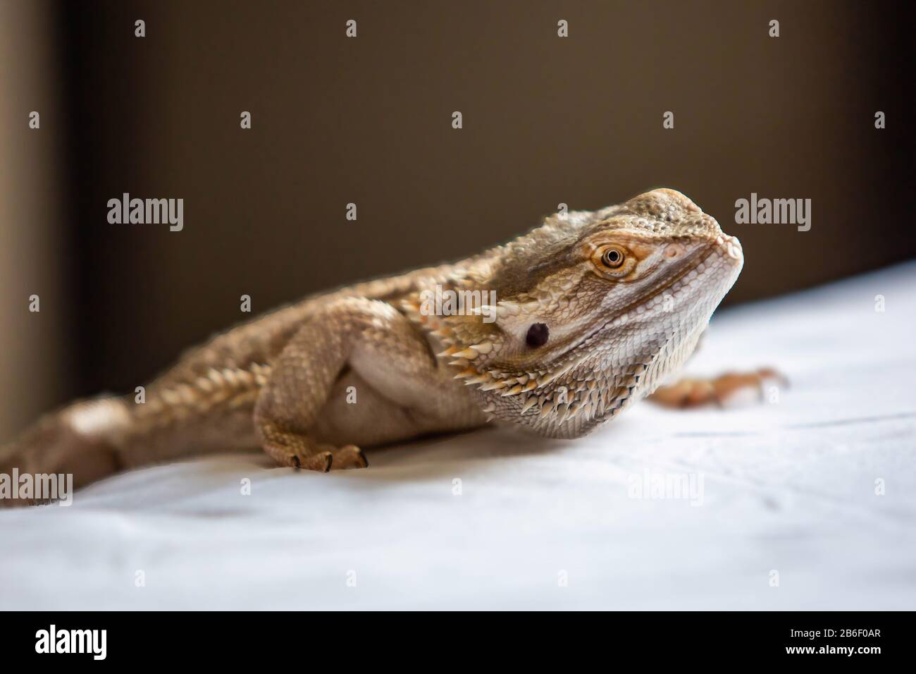 Cute bearded dragon hi-res stock photography and images - Alamy