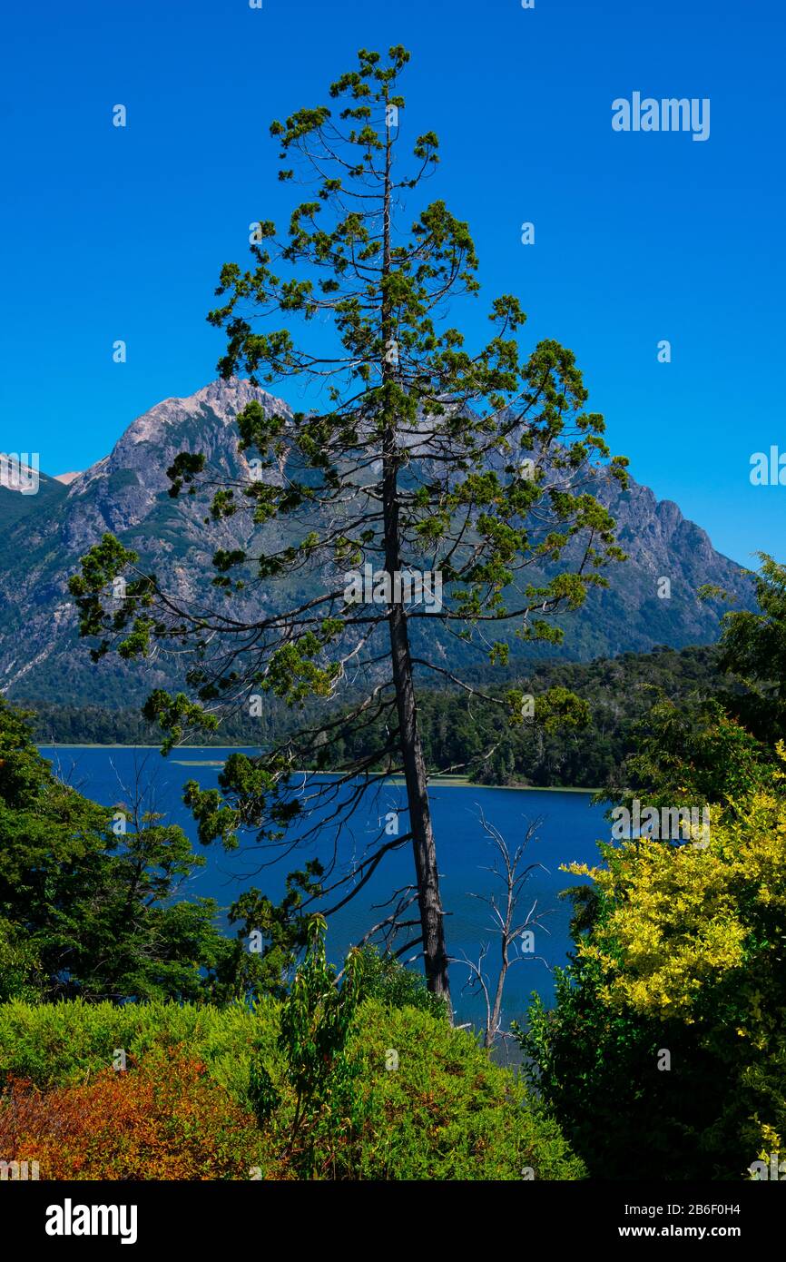 A tree with the Mount Lopez (Cerro Lopez) in the backgorund. Bariloche ...