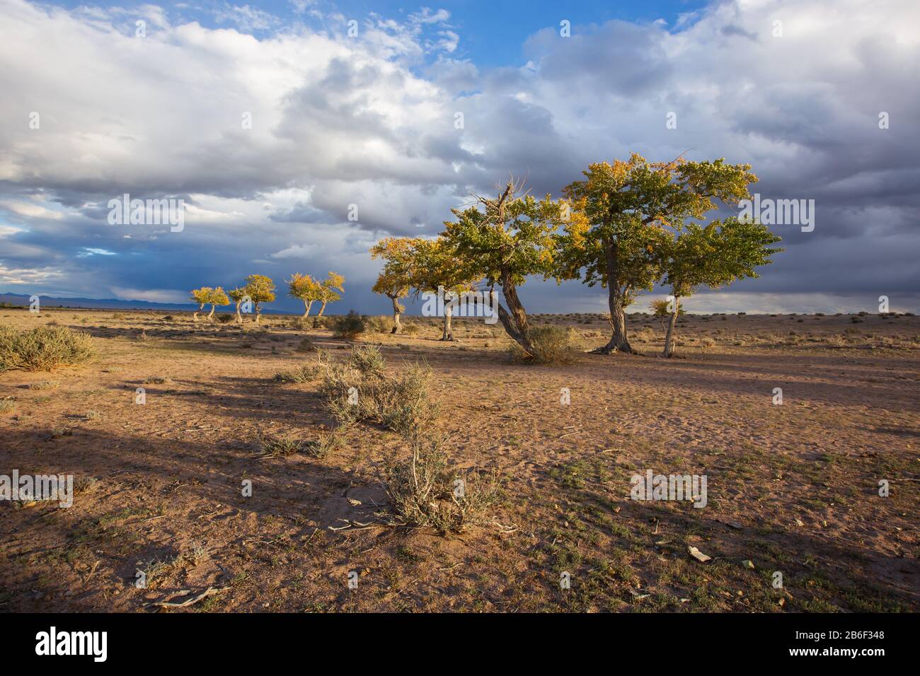Autumn trees on the mongolian steppe hi-res stock photography and ...