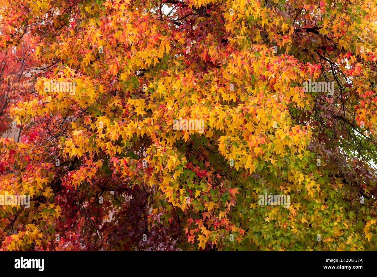 Fall foliage at Lithia Park, Ashland, Oregon, USA, in the Autumn ...