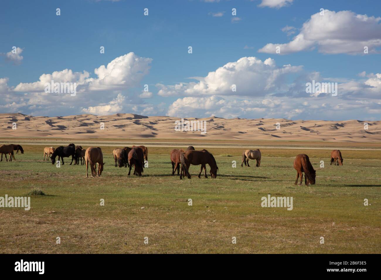 The landscape of the mongolian steppe Stock Photo - Alamy