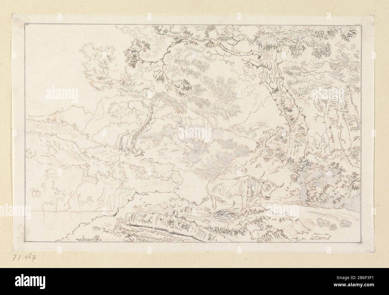 Forest landscape with bull Forest scenery with the foreground, along a ...