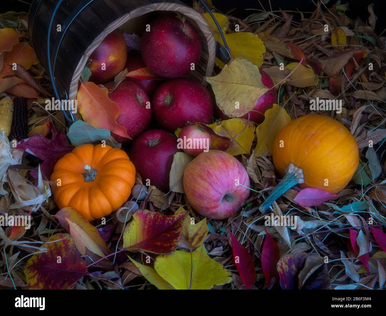 These beautiful apples and mini-pumpkins were hand picked at Apple ...
