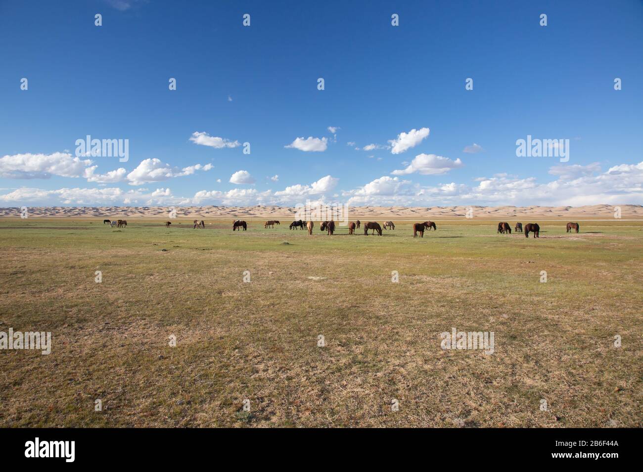 The landscape of the mongolian steppe Stock Photo - Alamy