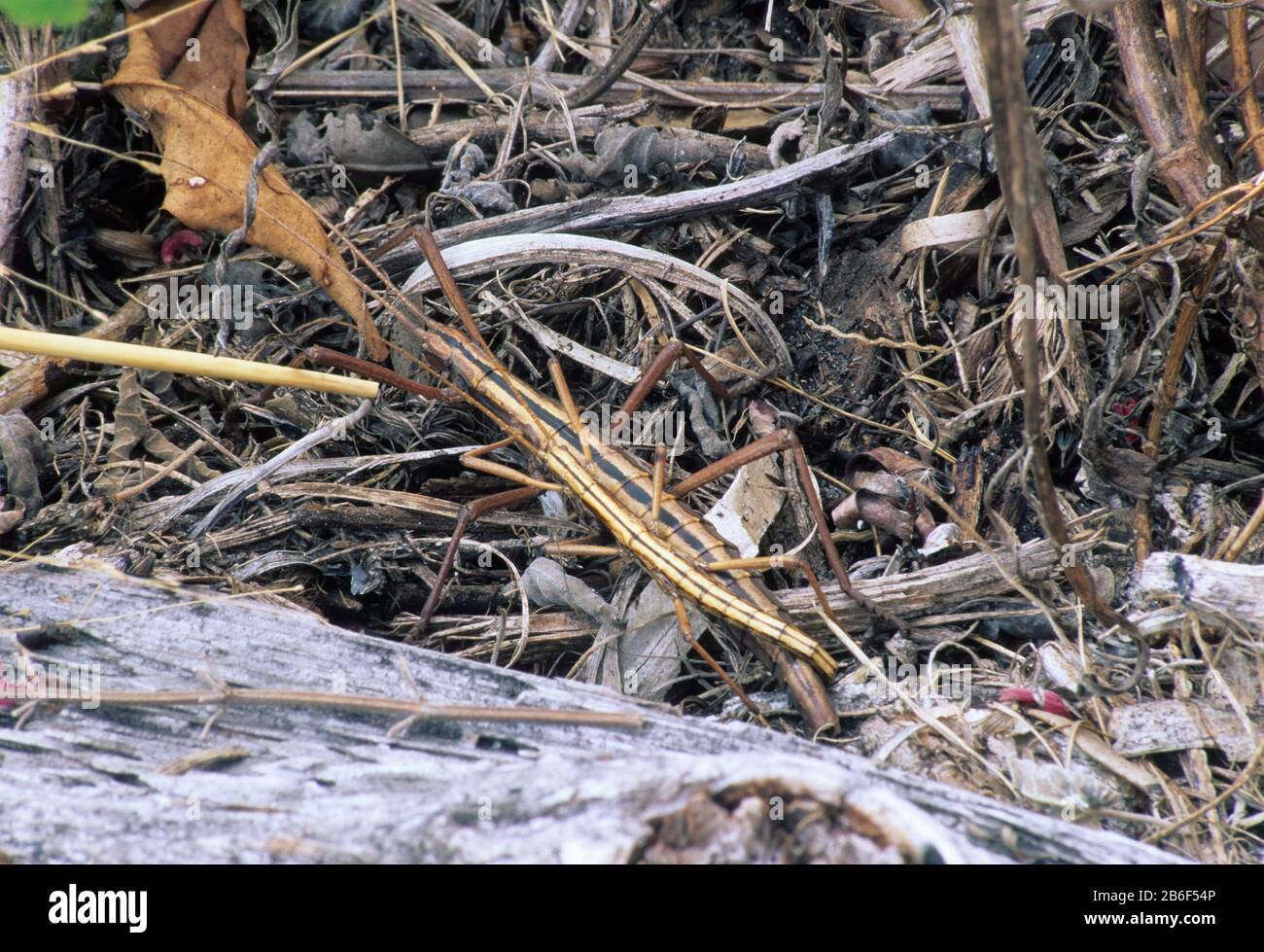 Devil rider stick insect hi-res stock photography and images - Alamy