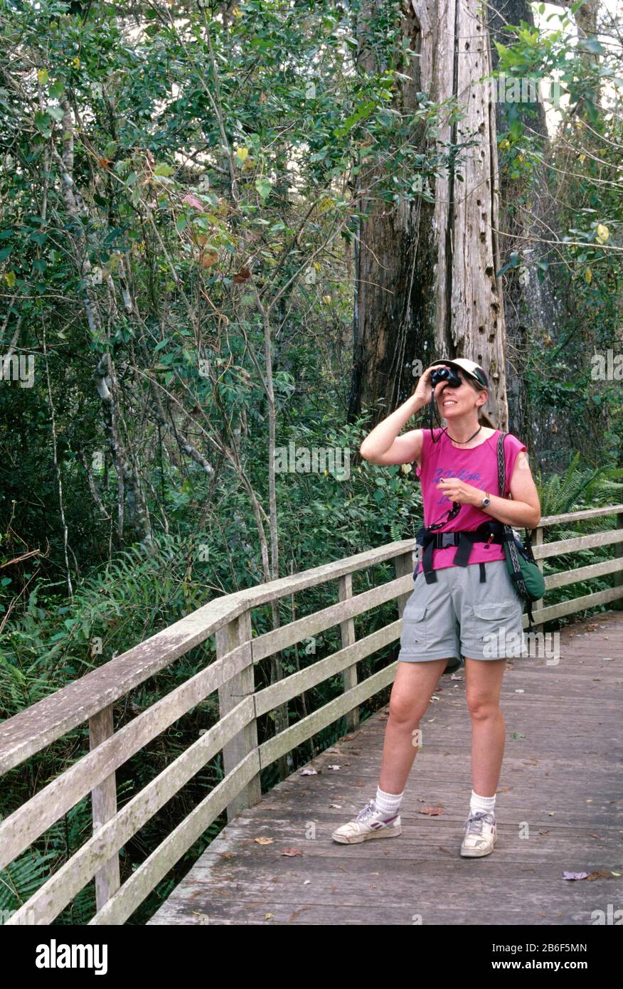 Wildlife viewing on Boardwalk Nature Trail, Corkscrew Swamp Sanctuary ...