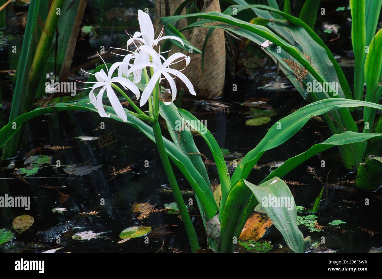 Florida swamp flower hi-res stock photography and images - Alamy