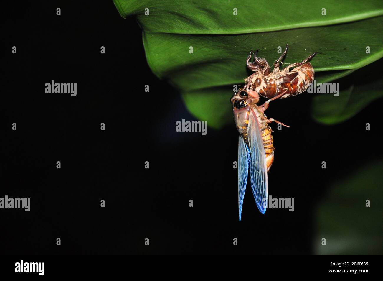 Cicada is taking off its shell and emerging Stock Photo - Alamy