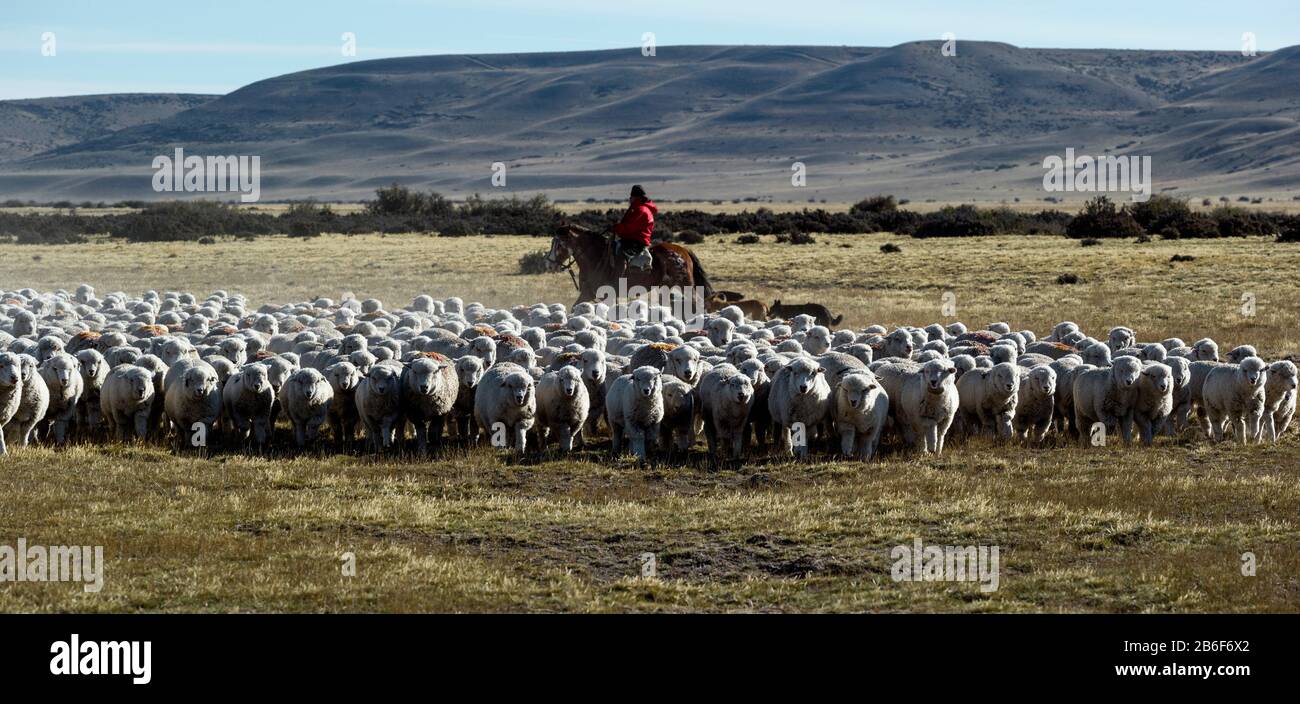 Flock of sheep in a farm, Santa Cruz Province, Patagonia, Argentina ...
