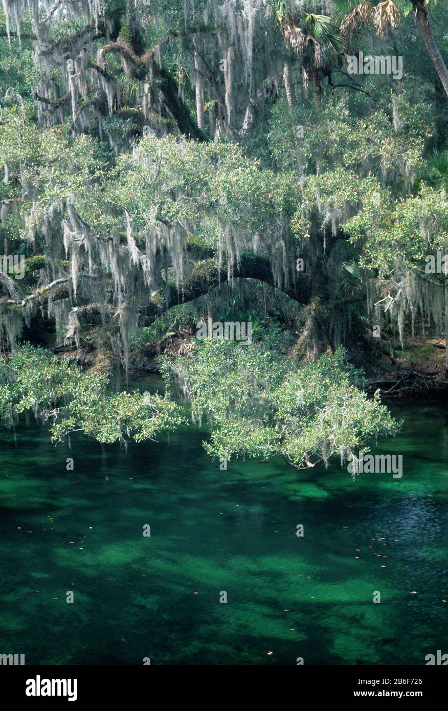 Blue Spring Run, Blue Spring State Park, Florida Stock Photo - Alamy
