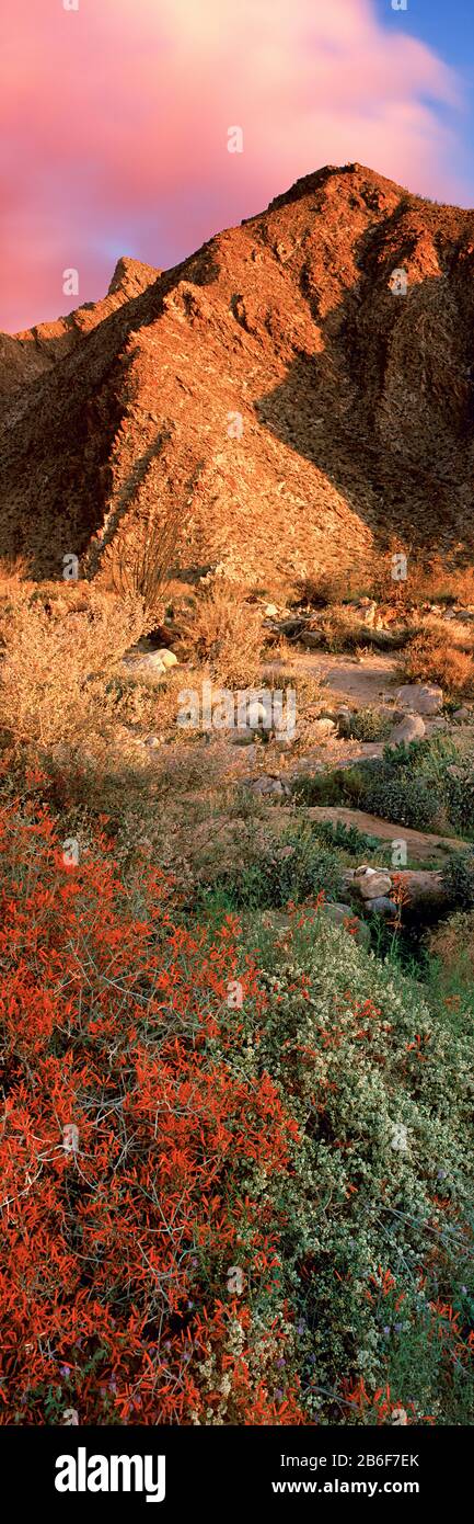 Plants on a landscape, Anza Borrego Desert State Park, Borrego Springs ...