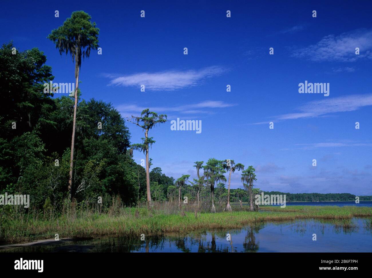 Ocean Pond at Olustee Beach, Osceola National Forest, Florida Stock ...