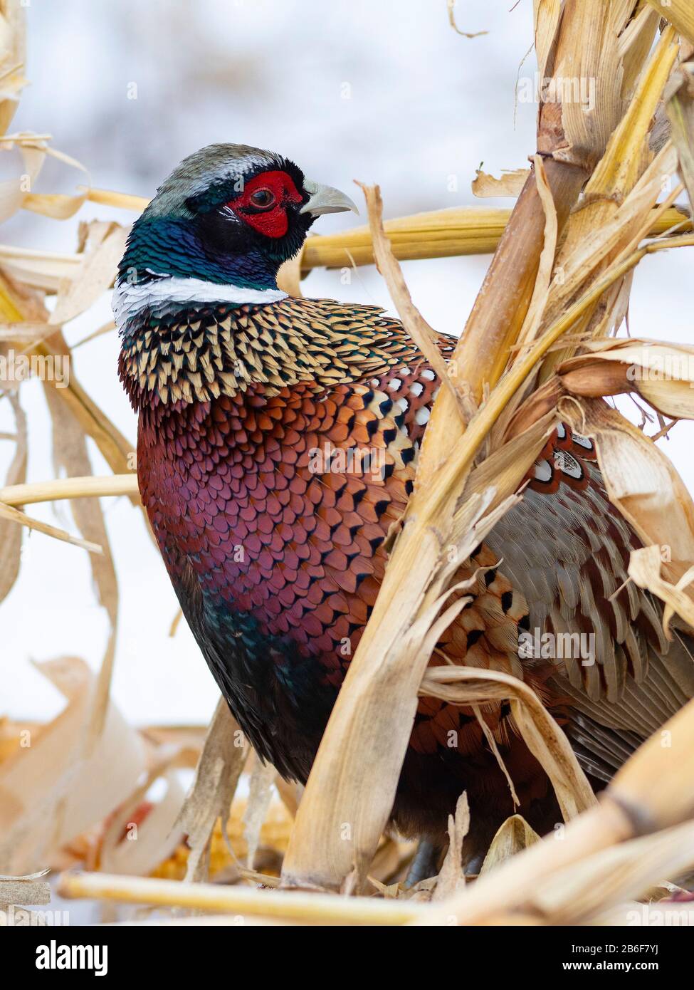 A rooster Pheasant on a winter day in a cornfield Stock Photo - Alamy