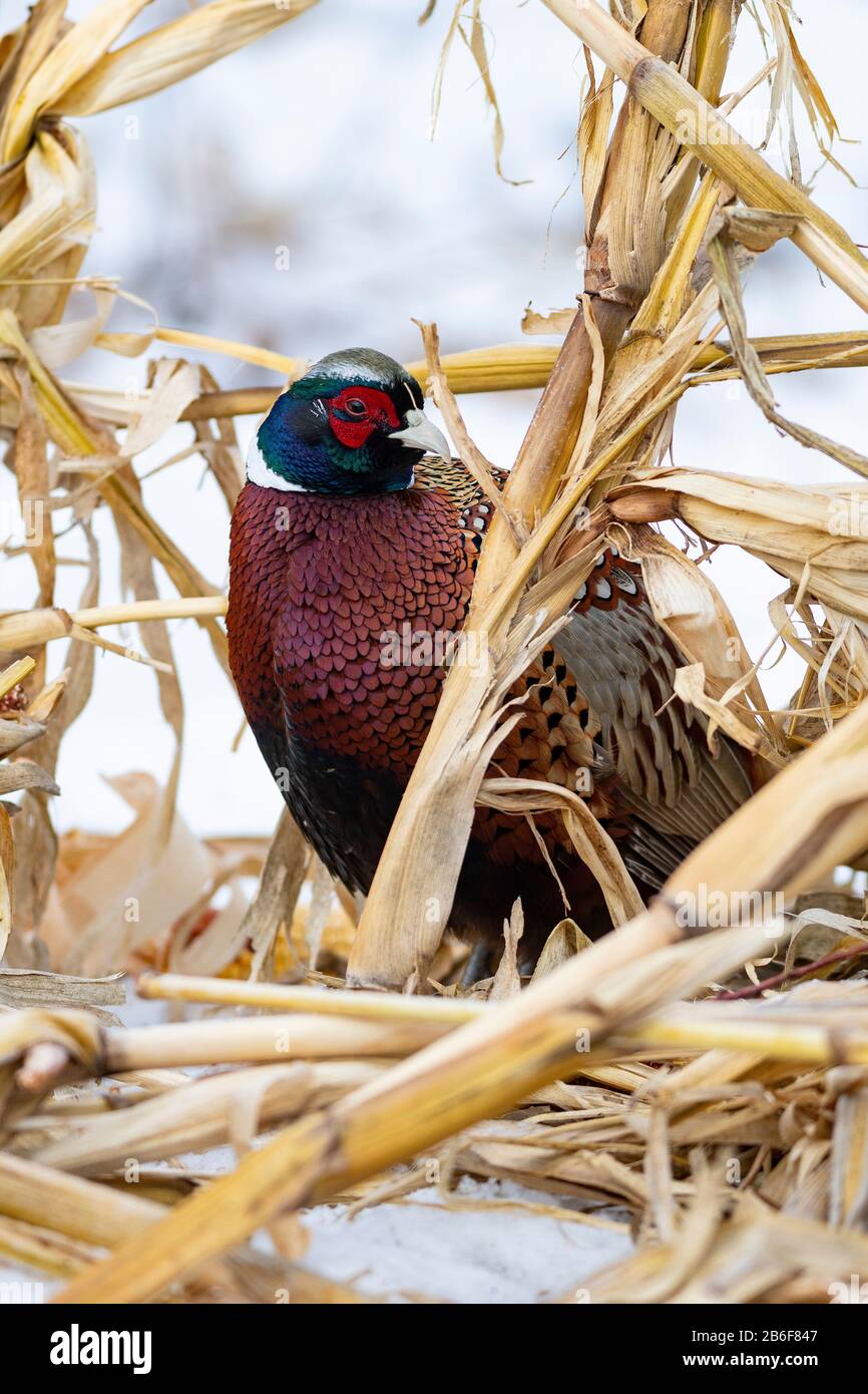 A rooster Pheasant on a winter day in a cornfield Stock Photo - Alamy
