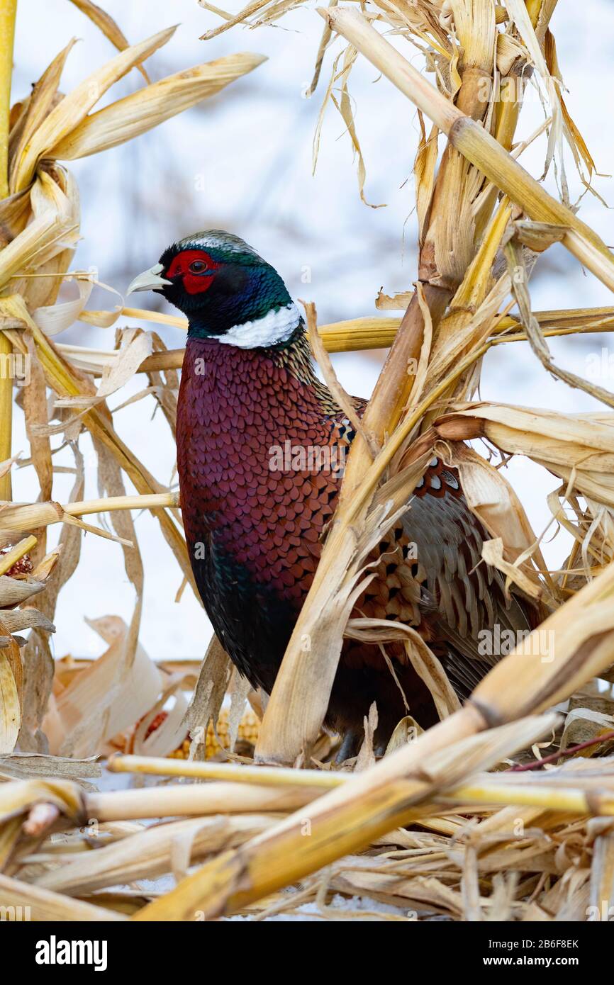 A rooster Pheasant on a winter day in a cornfield Stock Photo - Alamy
