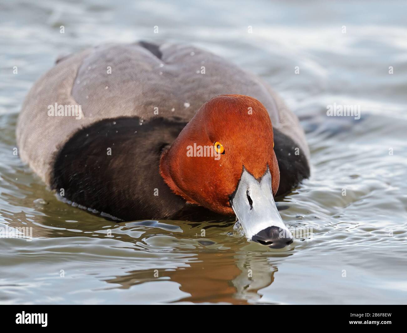 Male redhead duck hi-res stock photography and images - Alamy