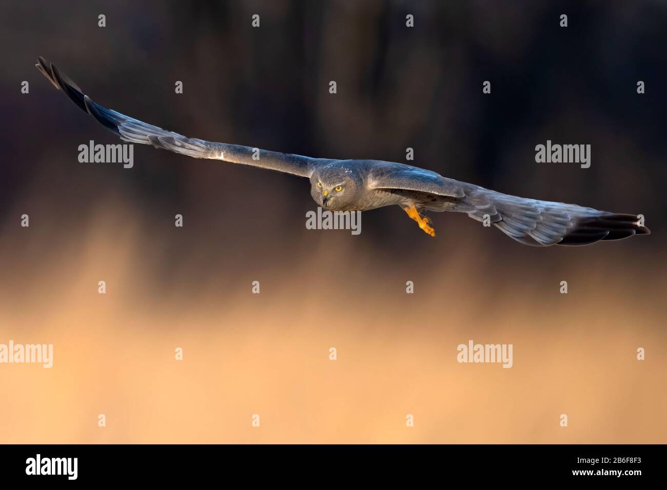 Male Harrier Hawk also known as Gray Ghost in Flight Stock Photo - Alamy