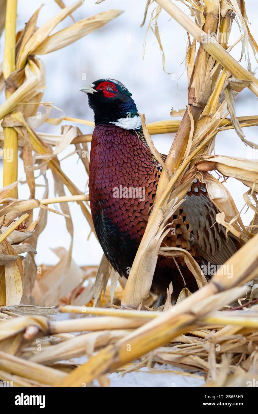 A rooster Pheasant on a winter day in a cornfield Stock Photo - Alamy