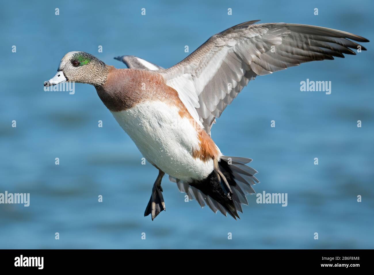 American wigeon flying hi-res stock photography and images - Alamy
