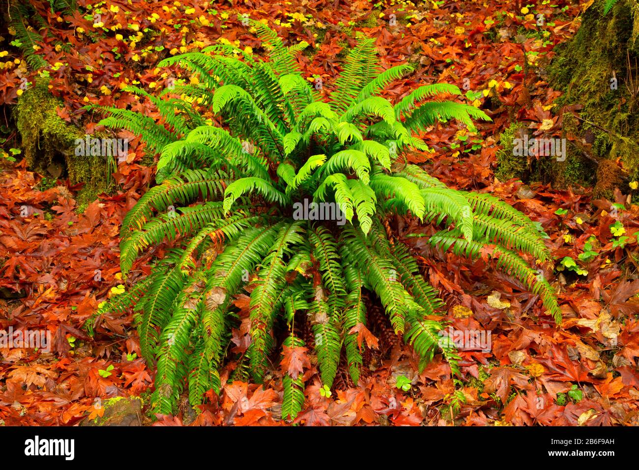Western sword fern (Polystichum munitum) along Trail of Ten Falls ...