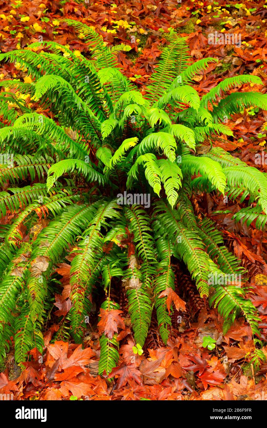 Western sword fern (Polystichum munitum) along Trail of Ten Falls ...