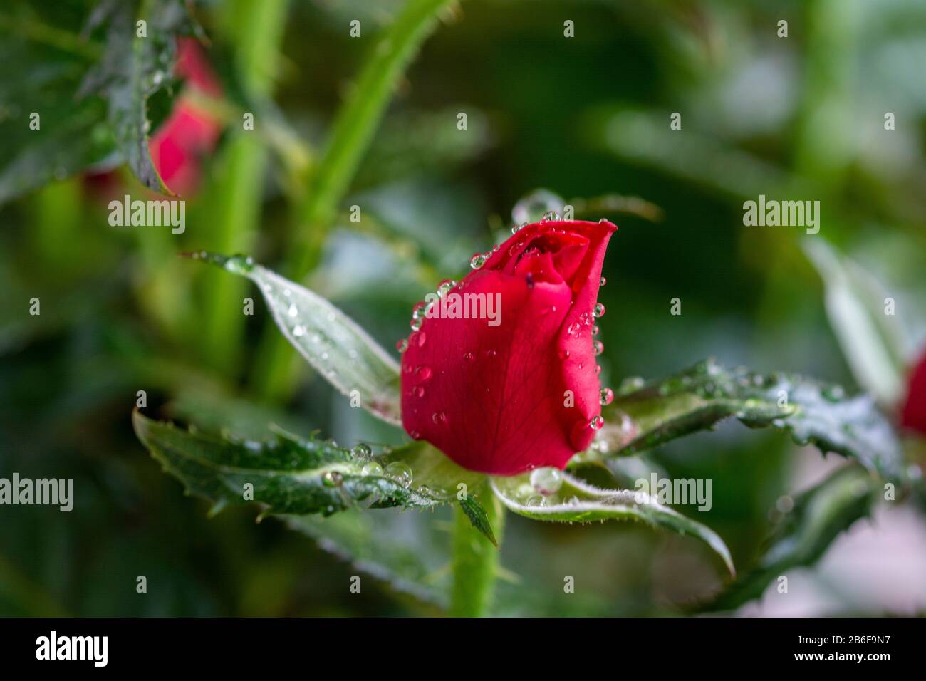 Rose bulb hi-res stock photography and images - Alamy