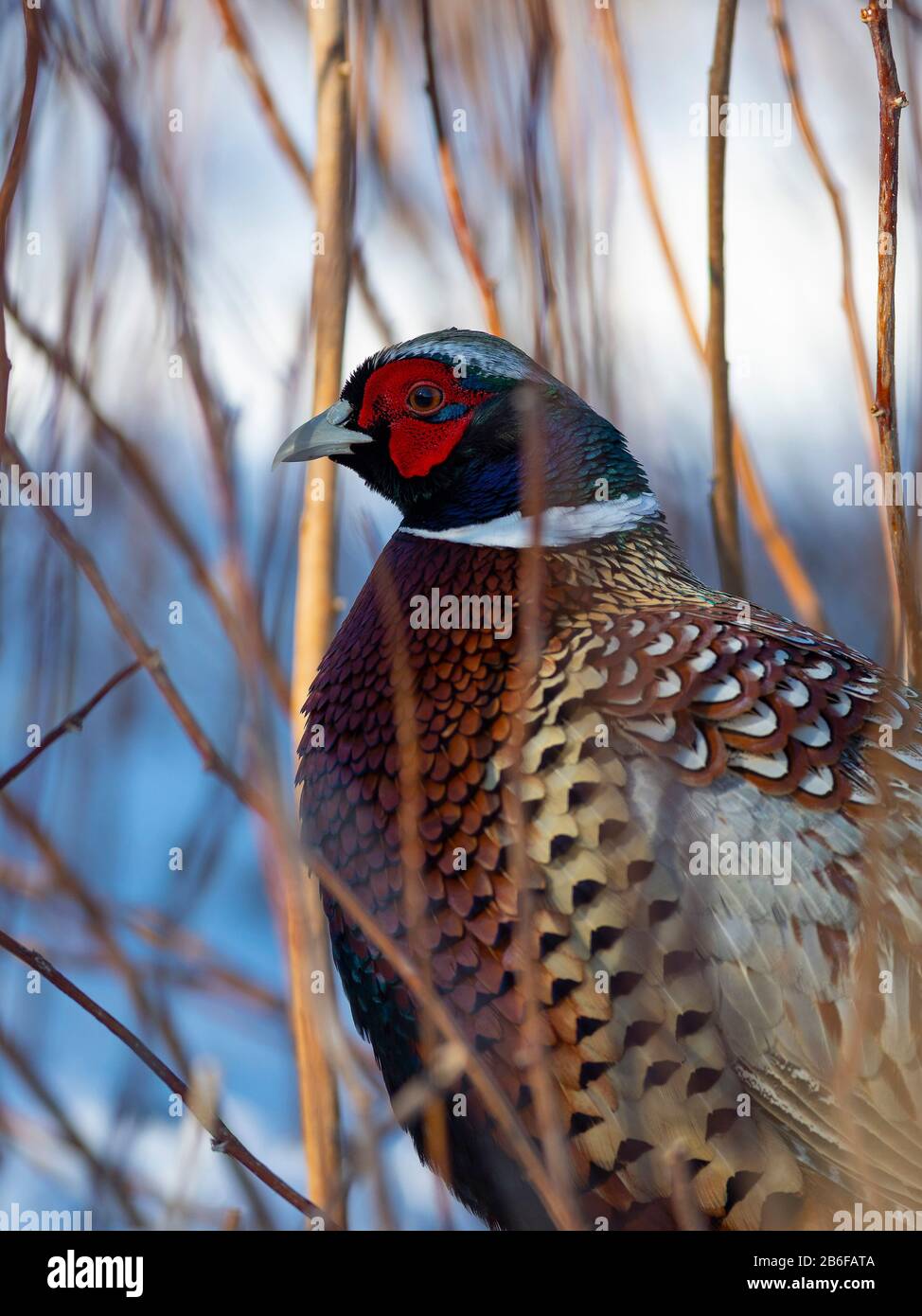 A rooster Pheasant on a winter day in a cornfield Stock Photo - Alamy
