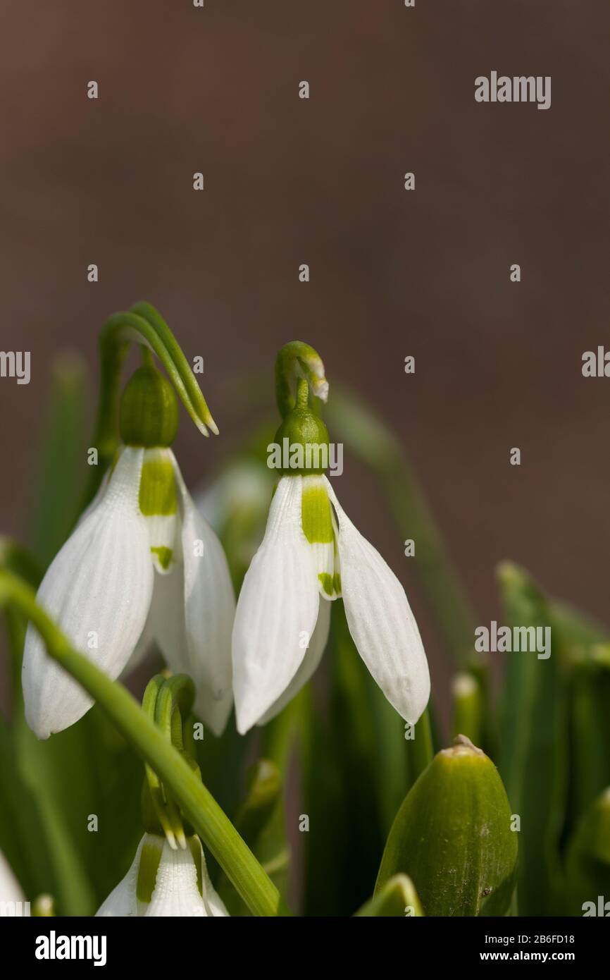 Beautiful snowdrops on nature background Stock Photo - Alamy