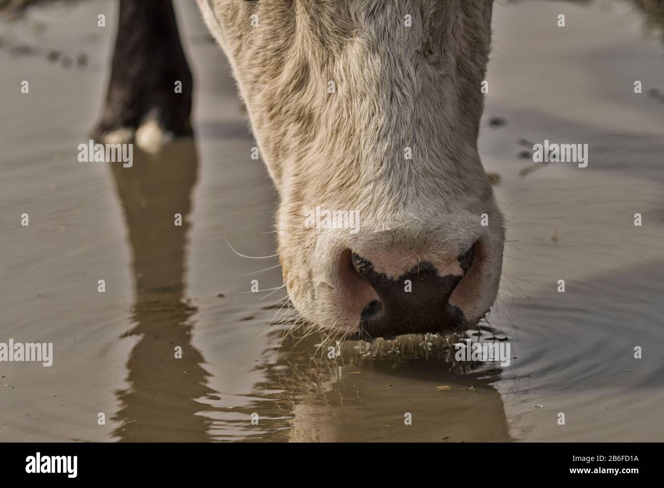 Farm animal drinking water hi-res stock photography and images - Alamy