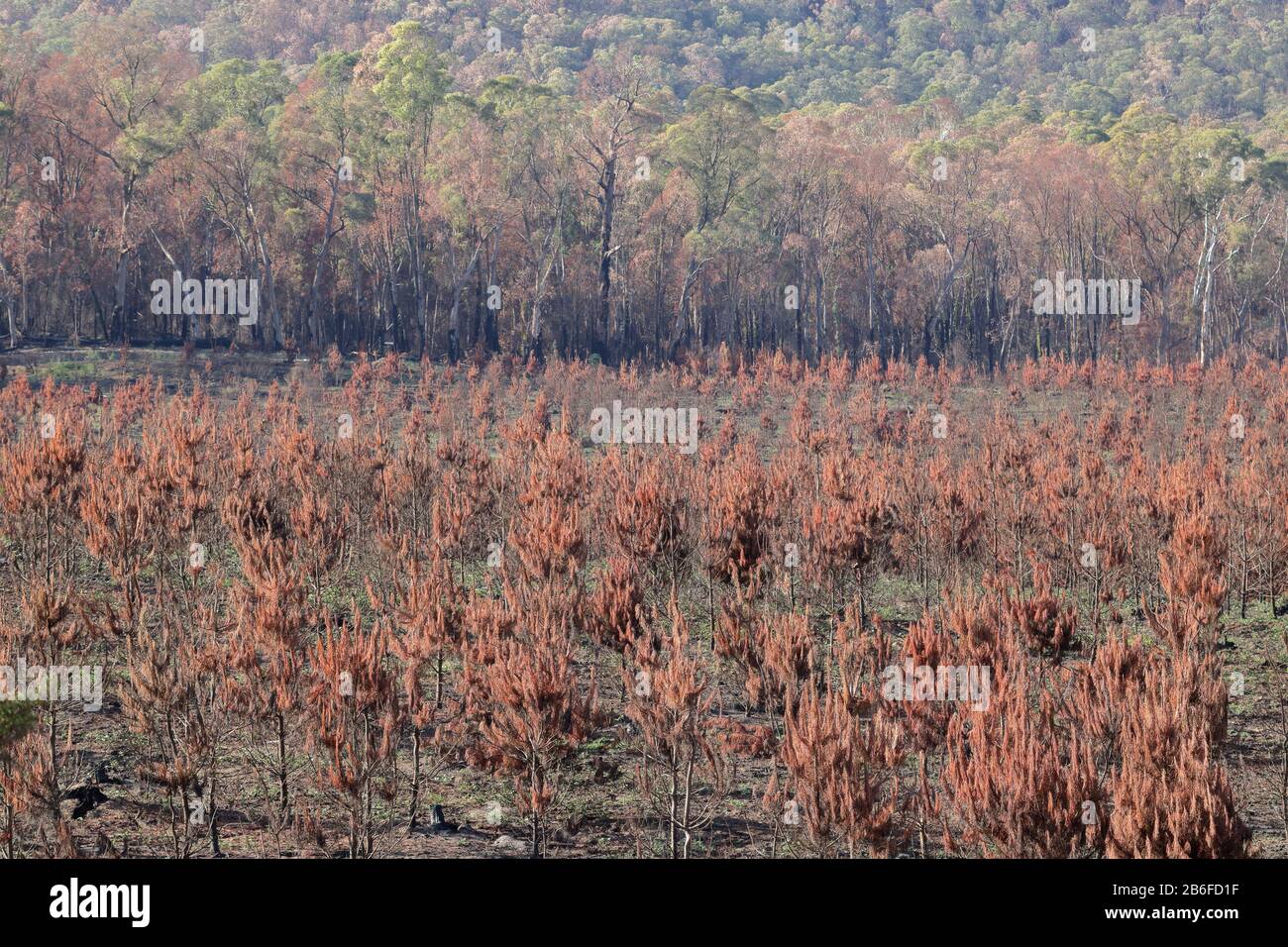 Pine plantation and forest burnt from Victorian bushfires in Australia ...