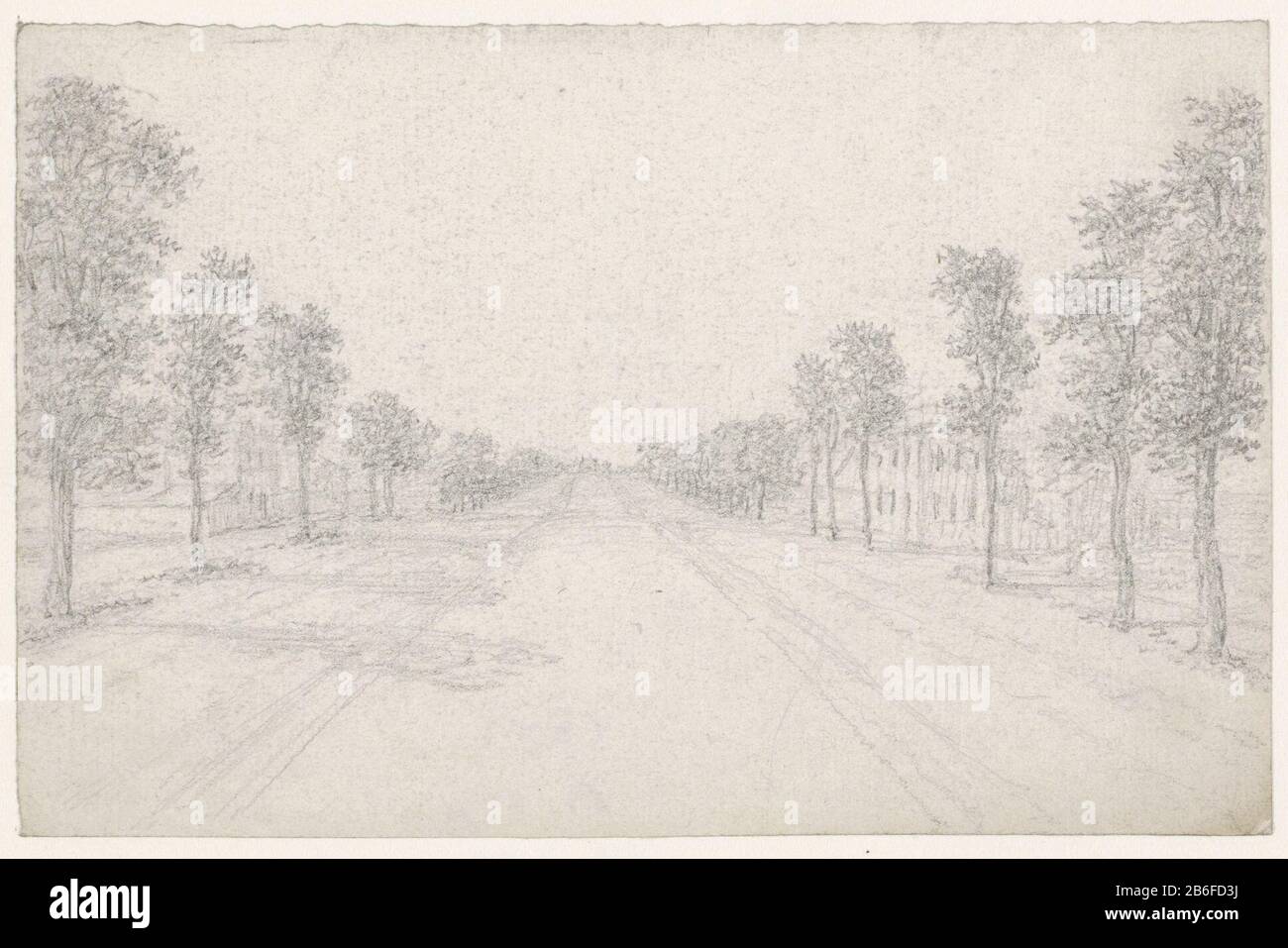 Wide road with young trees planted Wide road with young trees planted ...