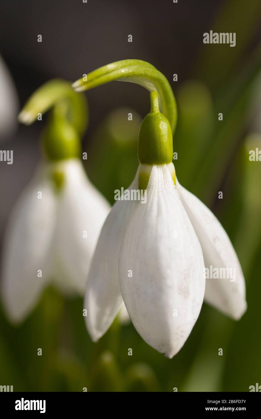 Close up snowdrop bloom hi-res stock photography and images - Alamy