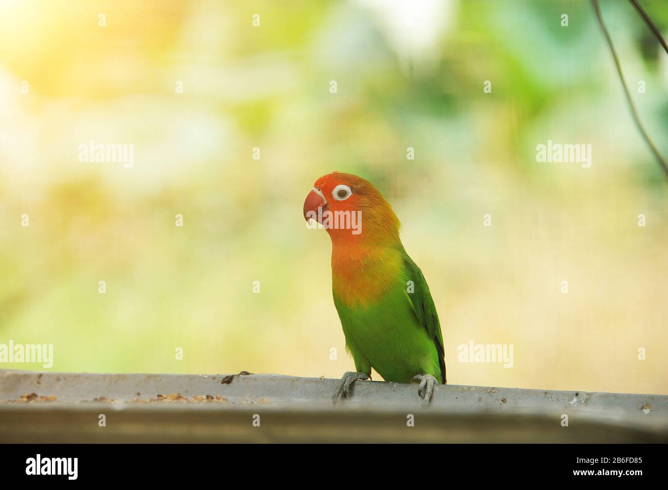 Parrot isolated red tail hi-res stock photography and images - Alamy