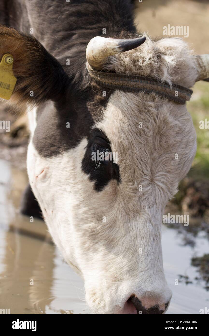 The head of a cow close-up. Butcher cow on the countryside Stock Photo ...