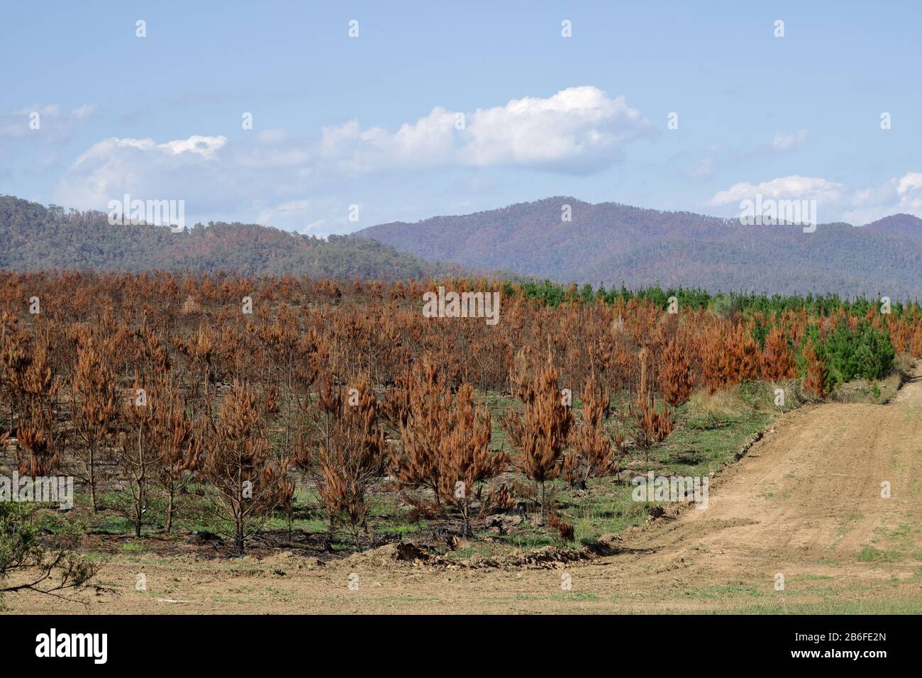 Pine plantation and forest burnt from Victorian bushfires in Australia ...