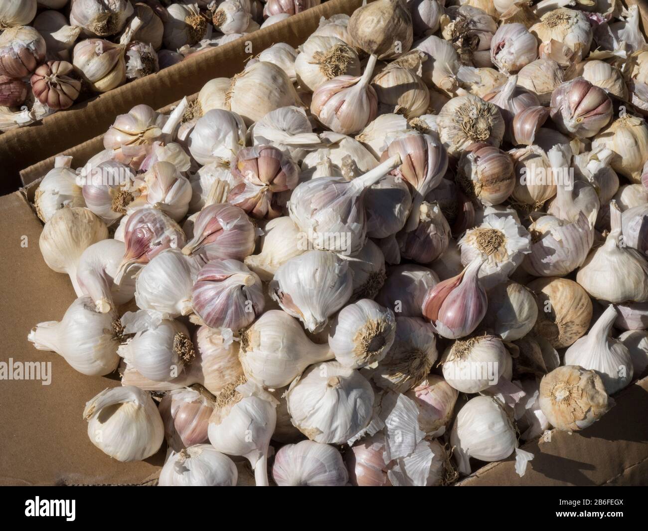Ansi image hi-res stock photography and images - Alamy