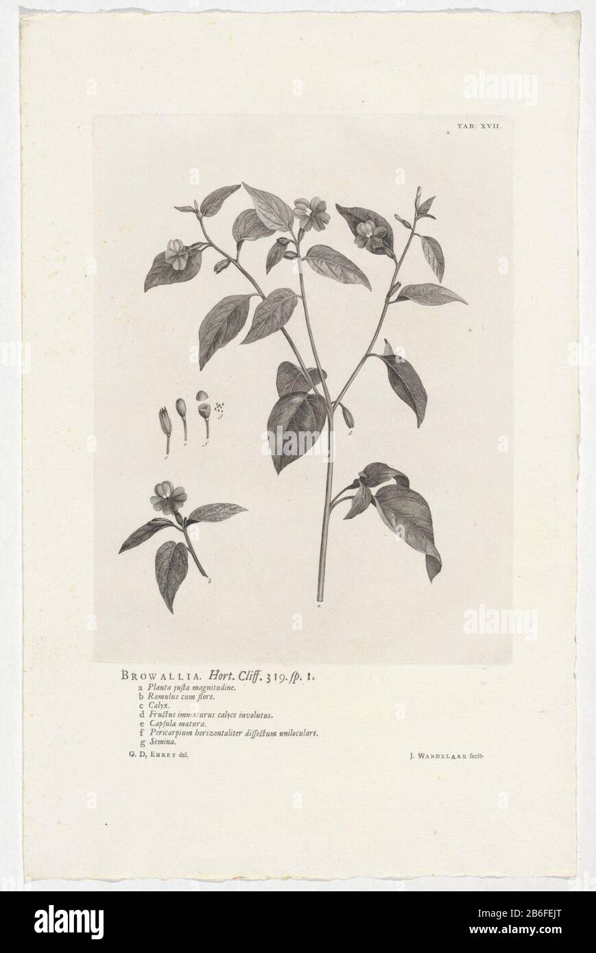 Browallia americana Browallia Hort Cliff 319 sp 1 (titel op object) Top ...