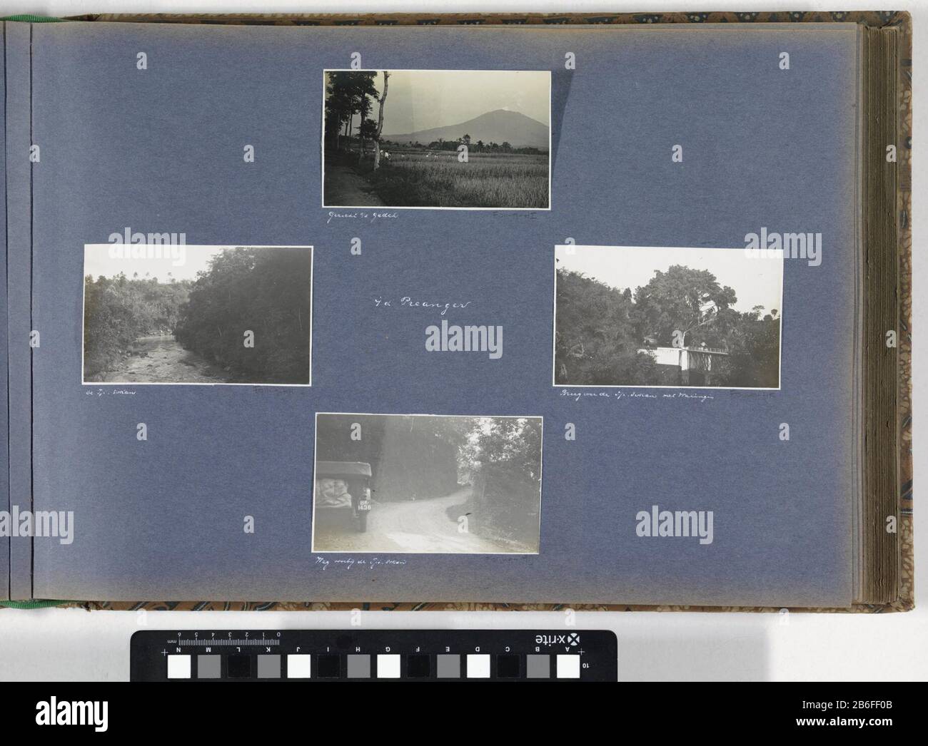 Java fig tree hi-res stock photography and images - Alamy