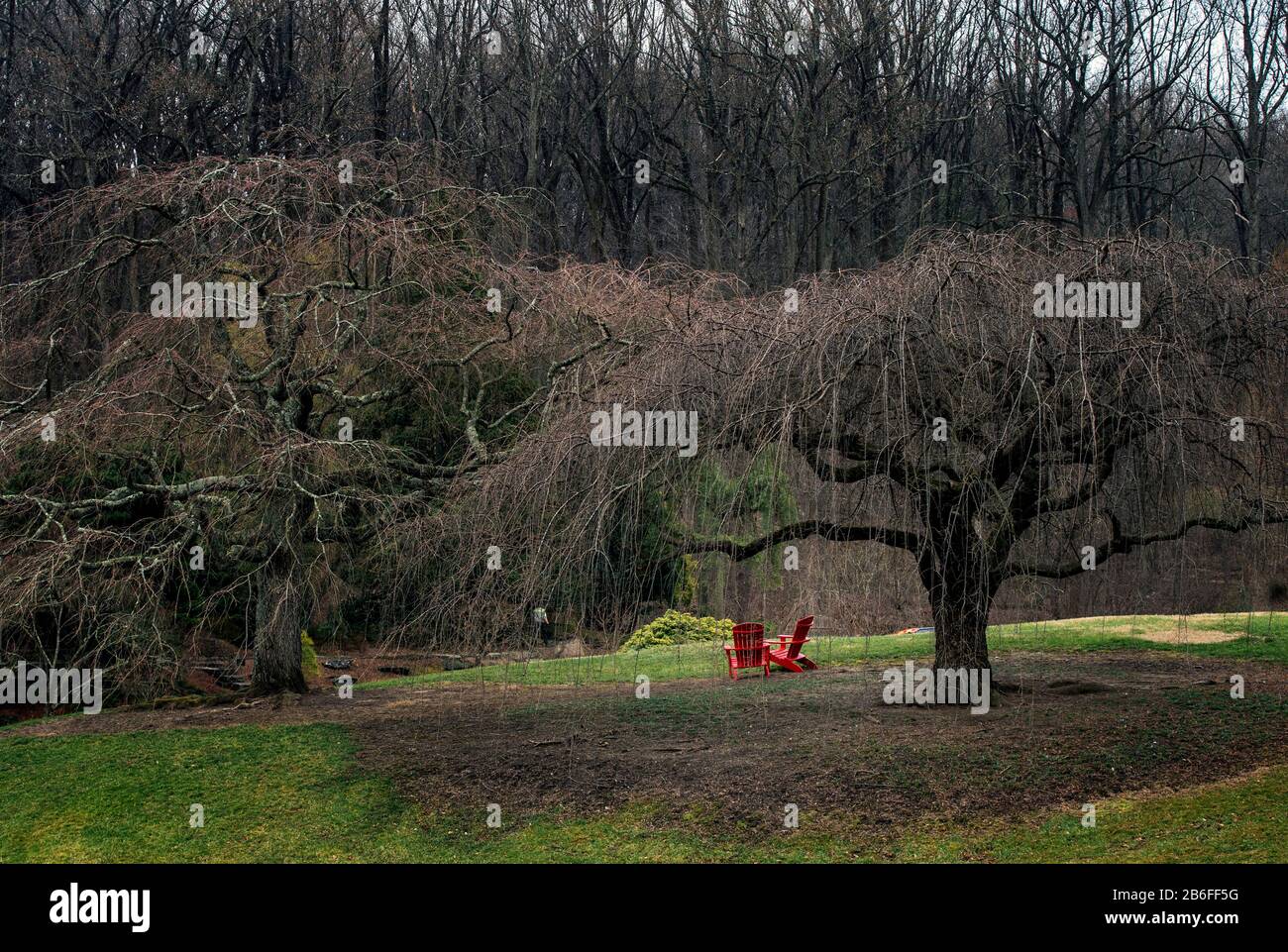 Spteading tree hi-res stock photography and images - Alamy