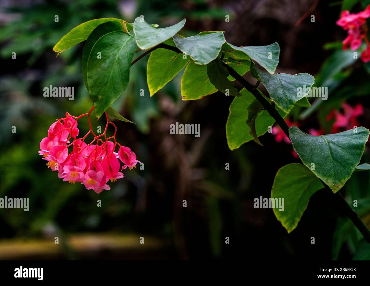 Rich colors hi-res stock photography and images - Alamy