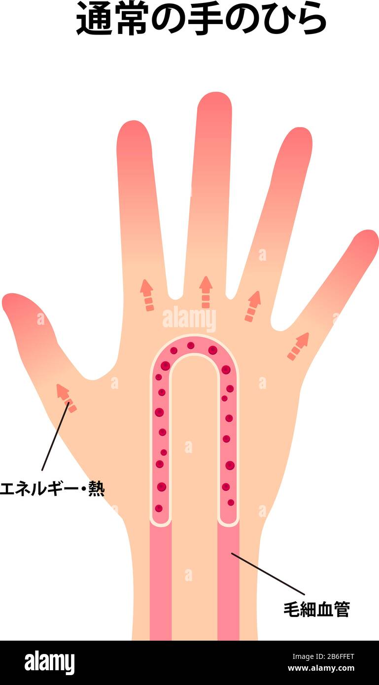 Normal hand blood circulation illustration Stock Vector Image & Art - Alamy