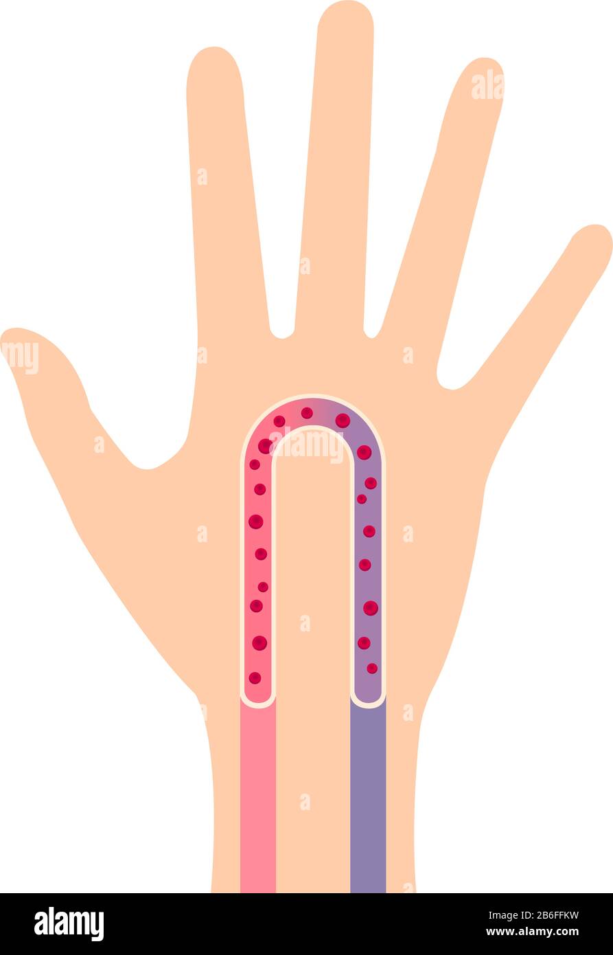 Hand blood circulation illustration (simplified image Stock Vector ...