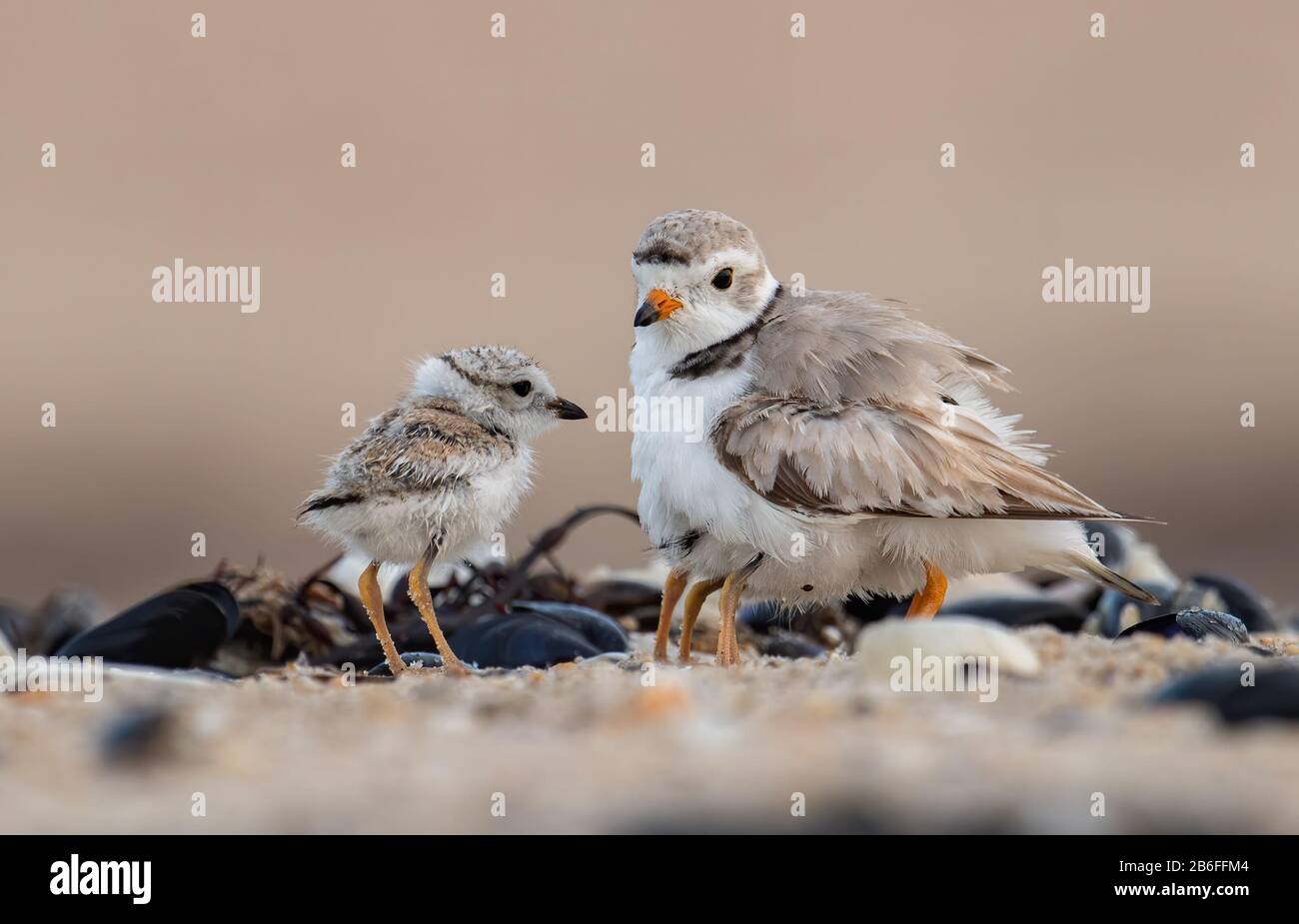 Cute young plover on hi-res stock photography and images - Alamy