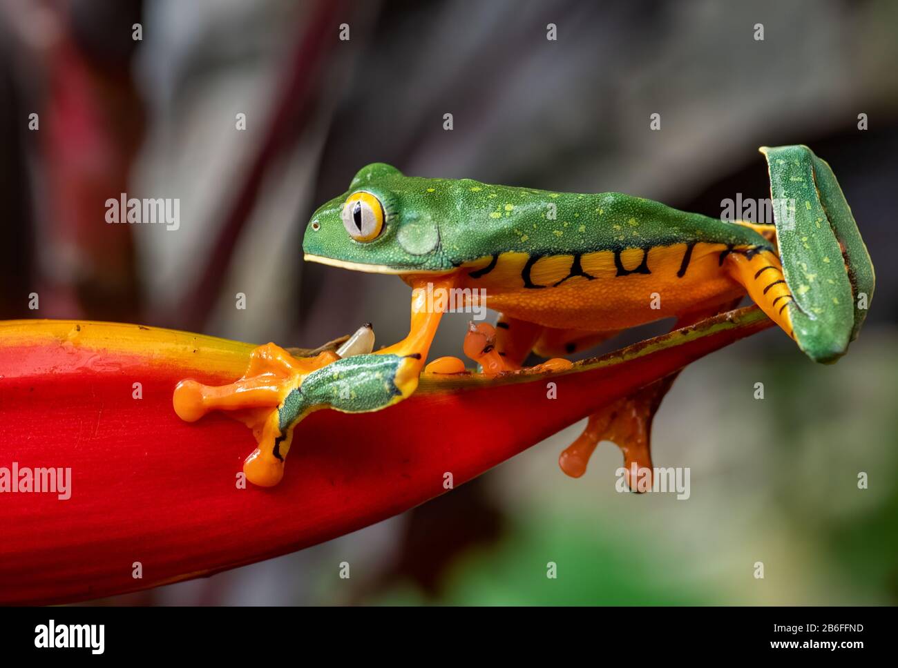 A tree frog in the rainforest of Costa Rica Stock Photo - Alamy