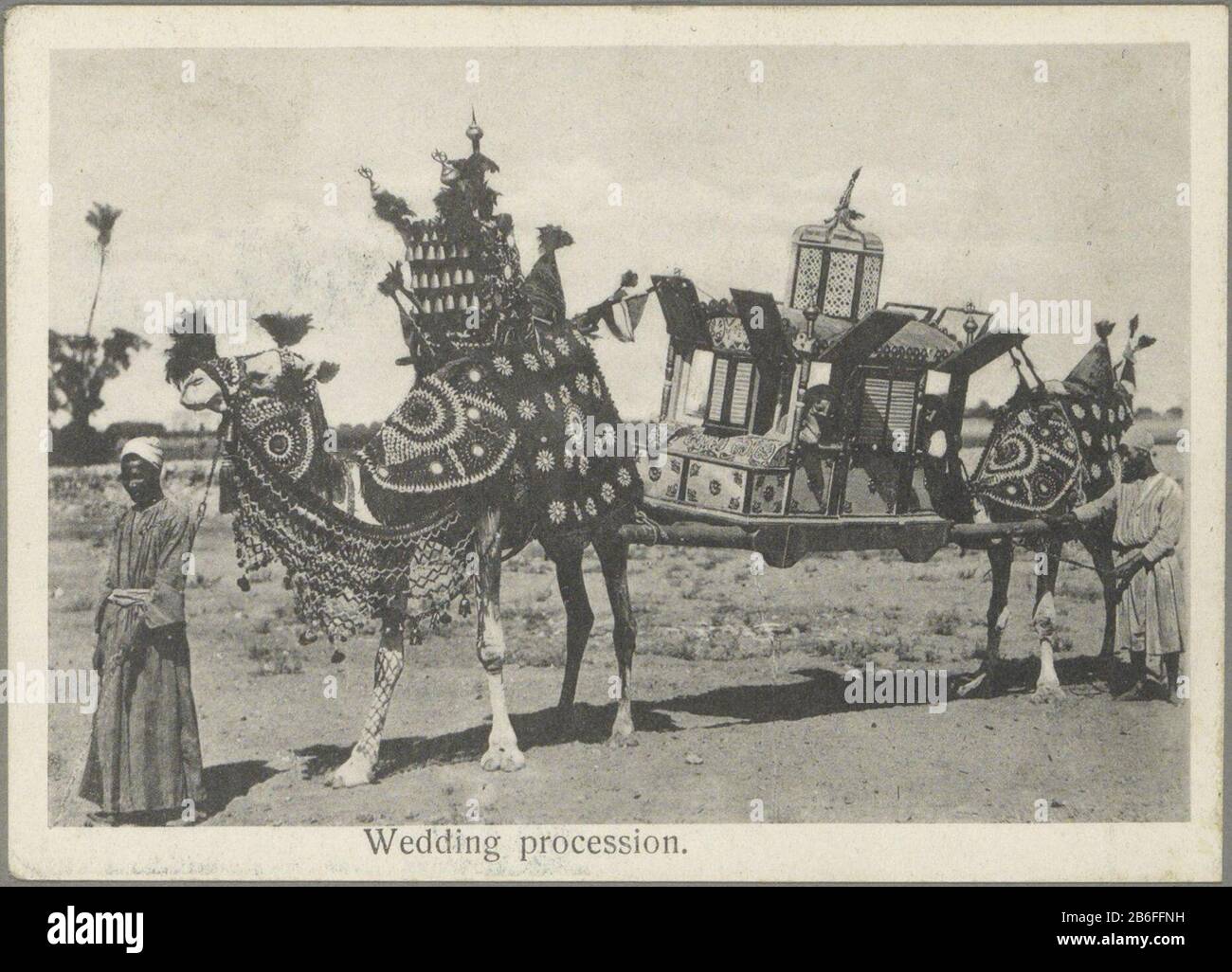 Wedding Procession in Egypt with camels and litter Wedding procession ...