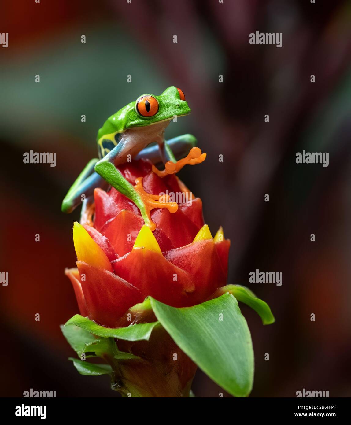 Red-eyed tree frog i Costa Rica Stock Photo - Alamy