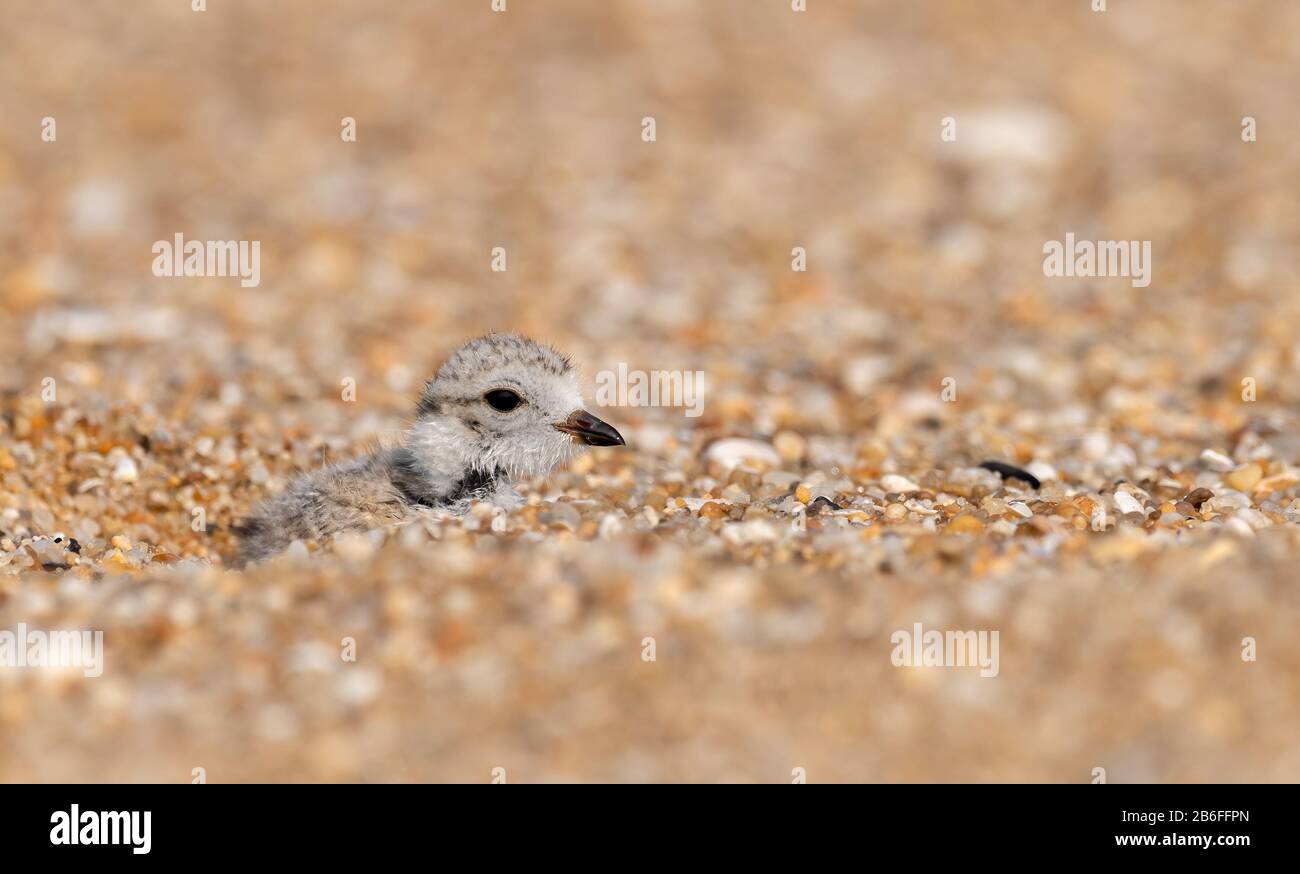 Cute young plover on hi-res stock photography and images - Alamy