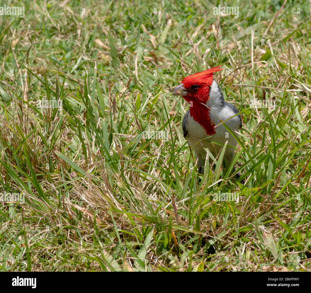 Red Crested Cardinal-Oahu, Hawaii Stock Photo - Alamy